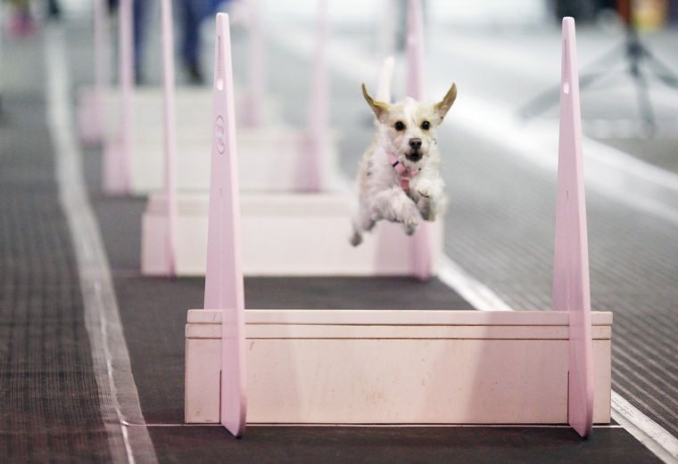 Dogs show a bit of Summer Olympics flair at Florence flyball relay ...