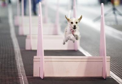 Dogs show a bit of Summer Olympics flair at Florence flyball relay ...