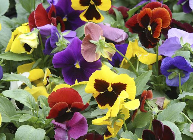 Pee Dee Fall Plant and Flower Festival