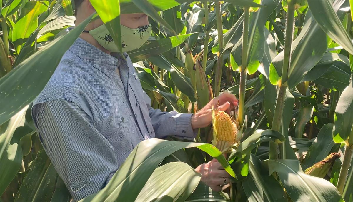 Clemson fall field days will be online