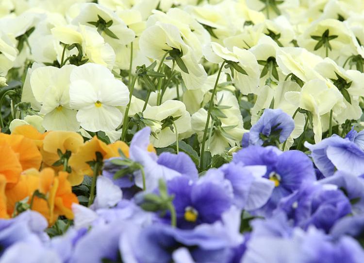 Pee Dee Fall Plant and Flower Festival