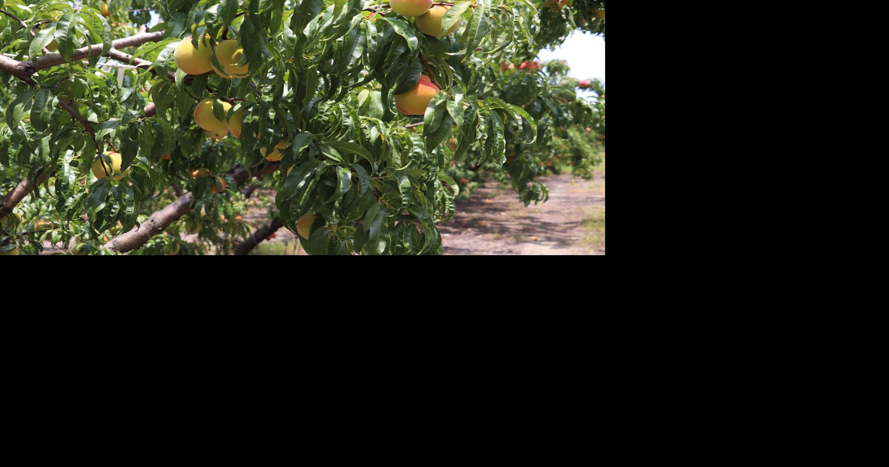 PHOTOS: McLeod Farms' peaches