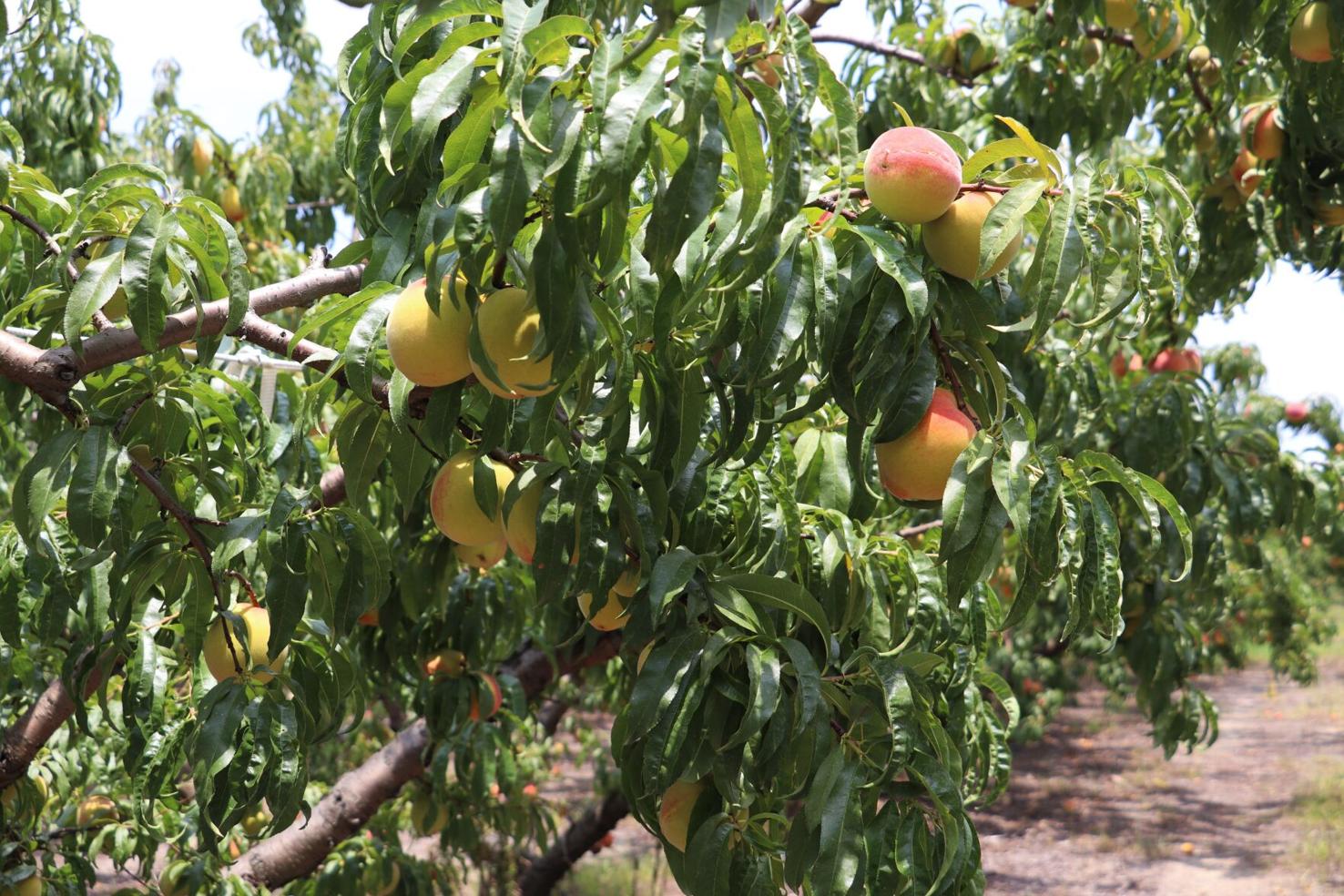 PHOTOS: McLeod Farms' peaches