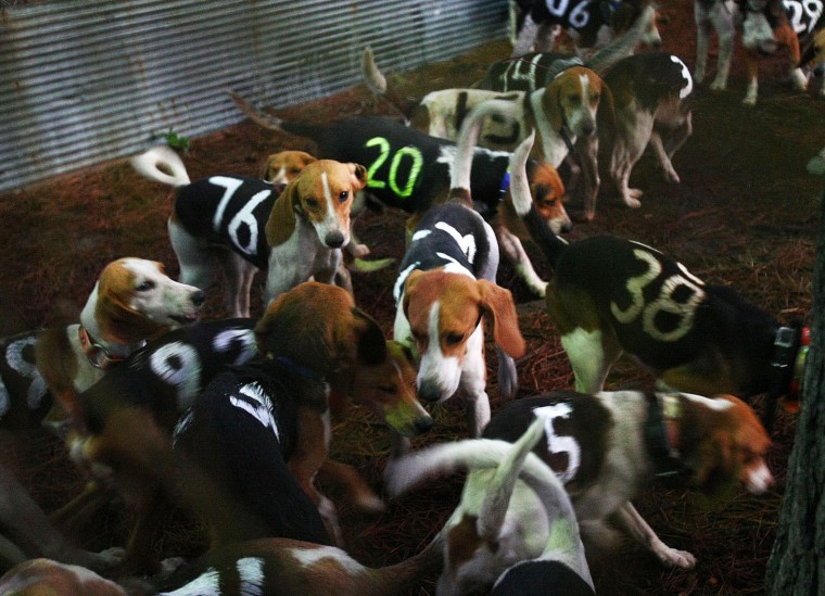 Beagle trial raises money for Florence County Sheriff's boodhound team ...