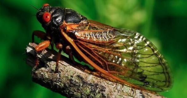 Red-eyed, screaming insects will swarm SC soon