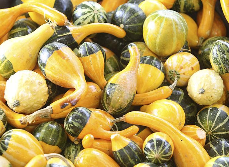 Pee Dee Fall Plant and Flower Festival