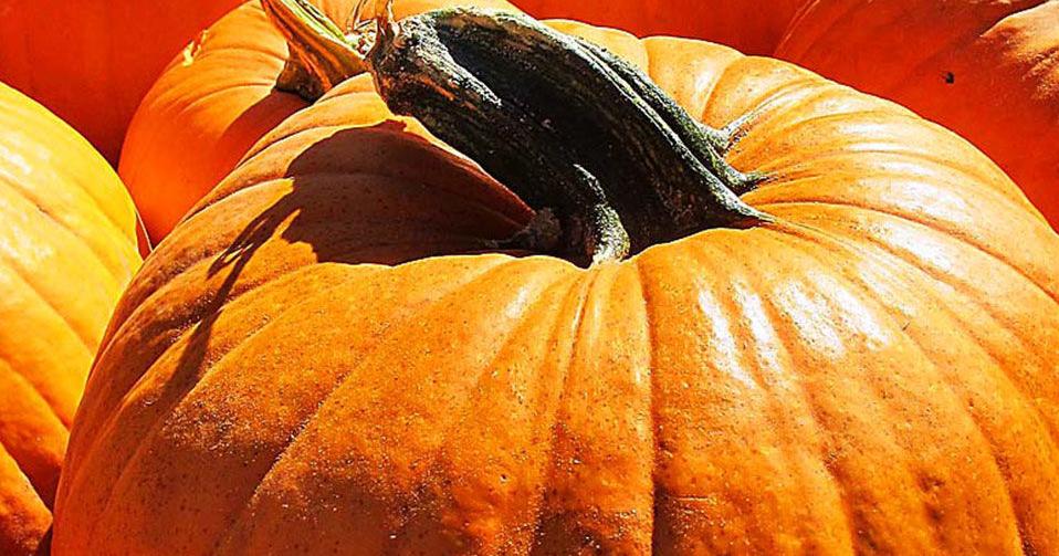 Welcome autumn at Pee Dee Fall Plant and Flower Festival
