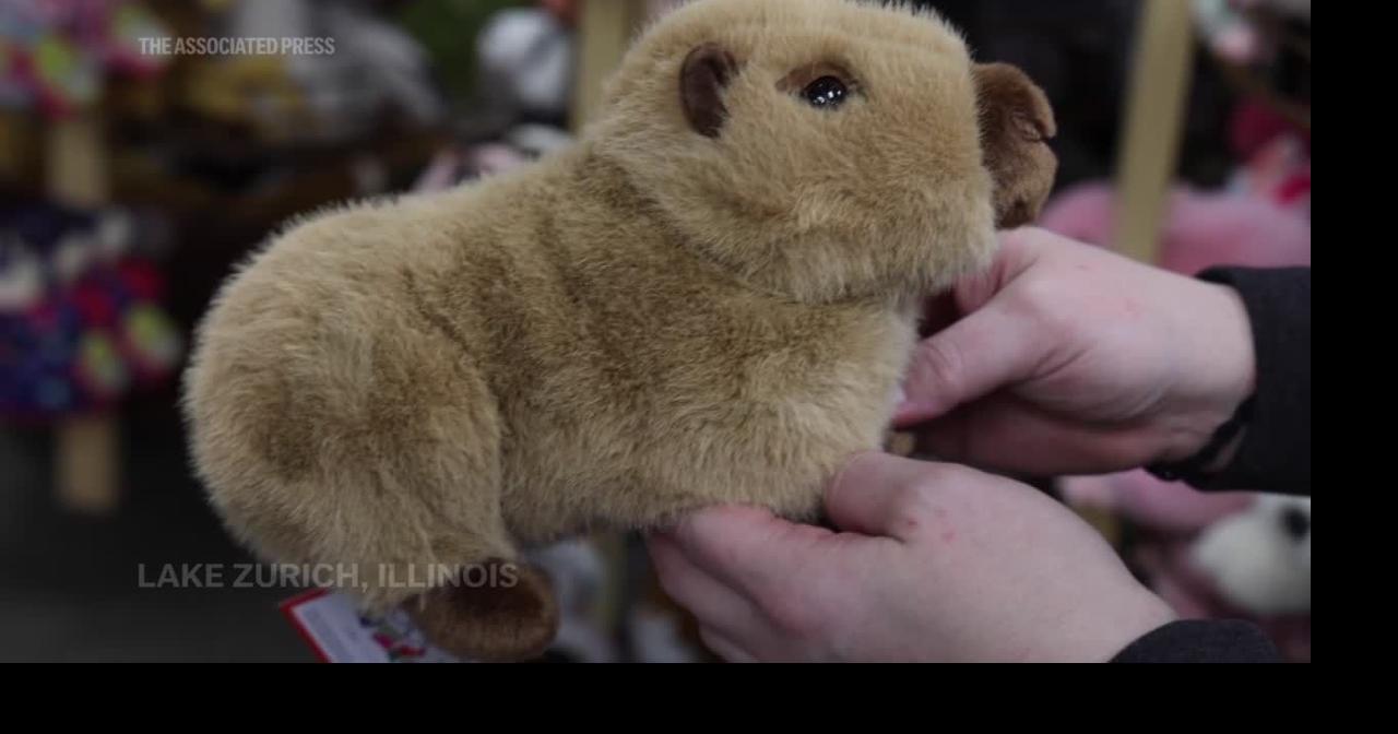 World's largest rodent, capybara, gains holiday popularity
