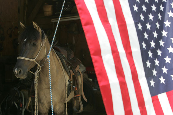 Native Marsh Tacky horse earns State Heritage Horse status