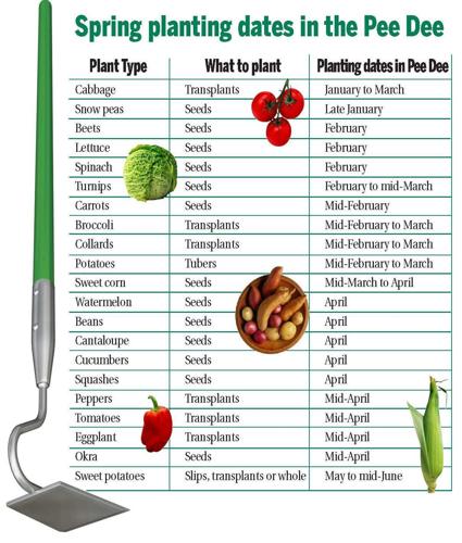 GREG PRYOR: When to plant vegetables in the Pee Dee