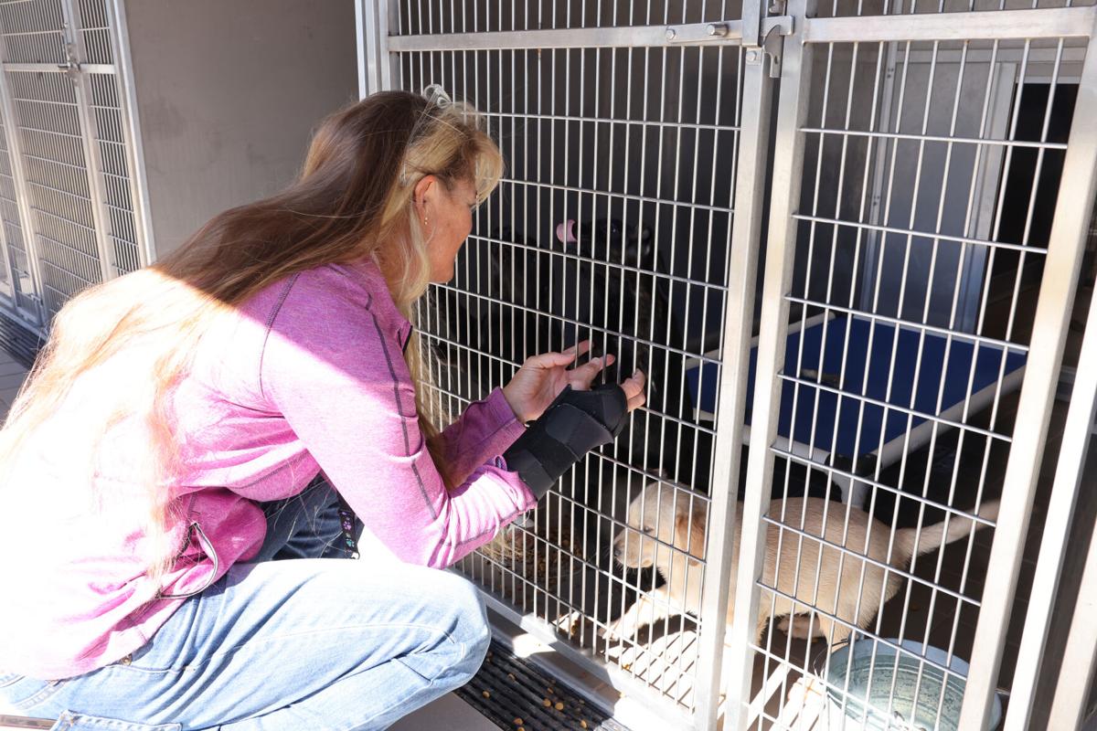 Lucky Dog Animal Rescue earns Marion Medallion