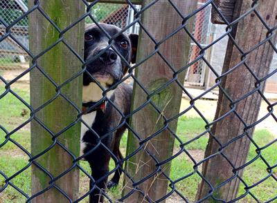 Boswell: Our animal shelter is full and we need the community's help