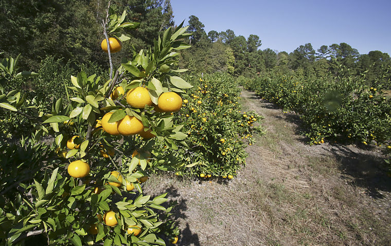 Olanta farmer’s oranges putting citrus on the map