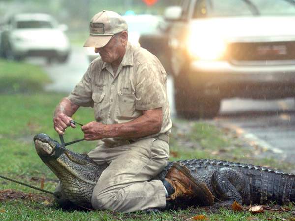 Wilmington gator wrangler back in action