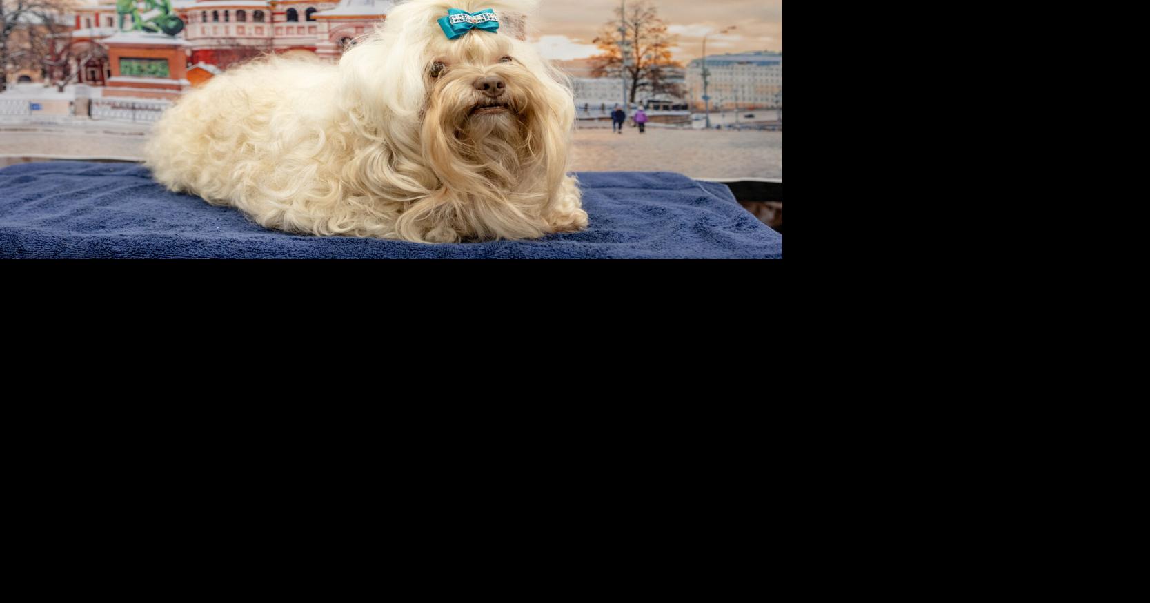 American Kennel Club adds three new dog breeds