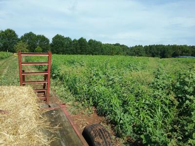 Get soil tested at Clemson Ag Service Lab