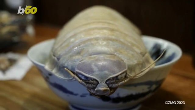 Giant Isopod Cooked