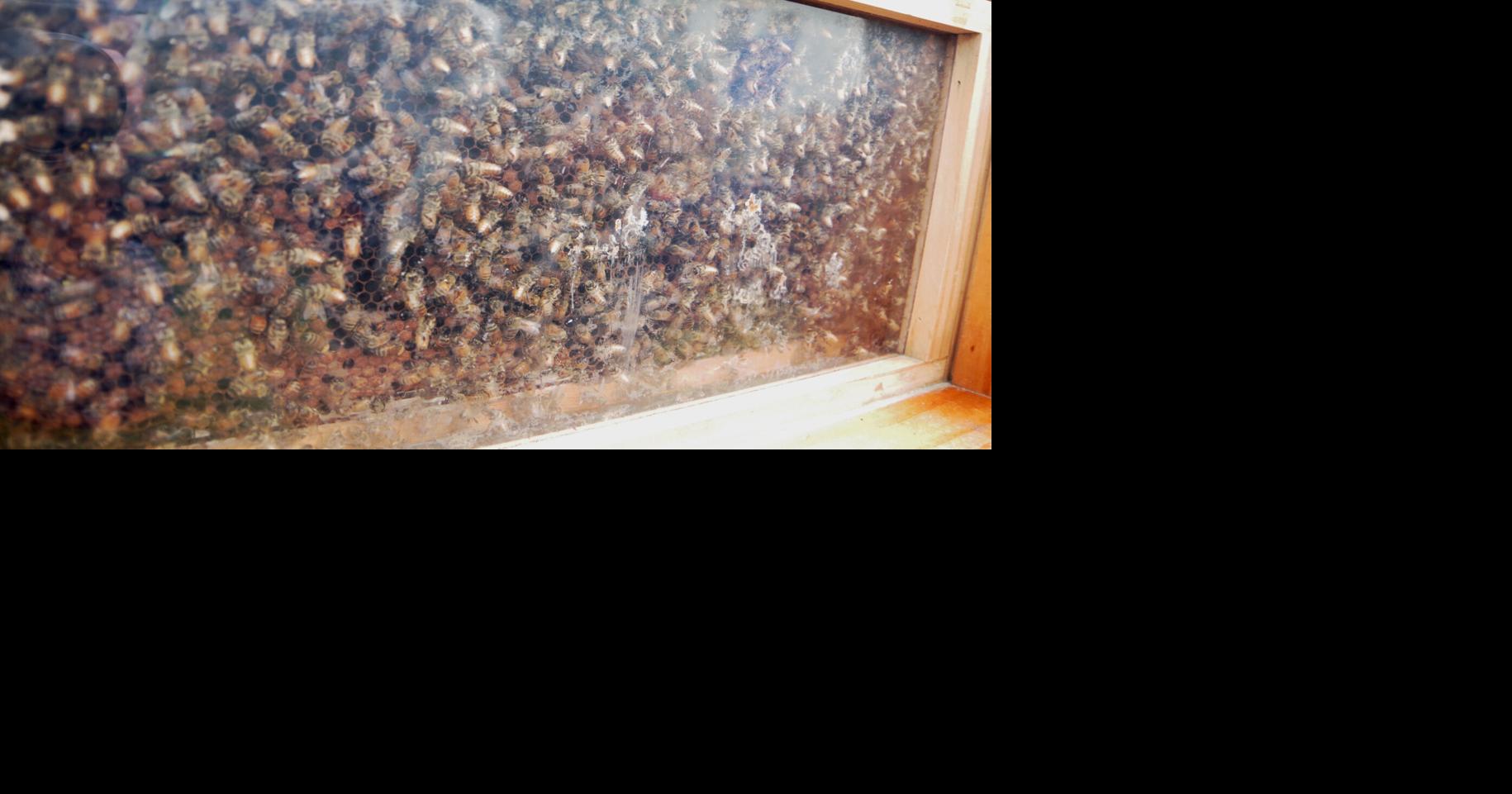 USDA recognizes national pollinator week