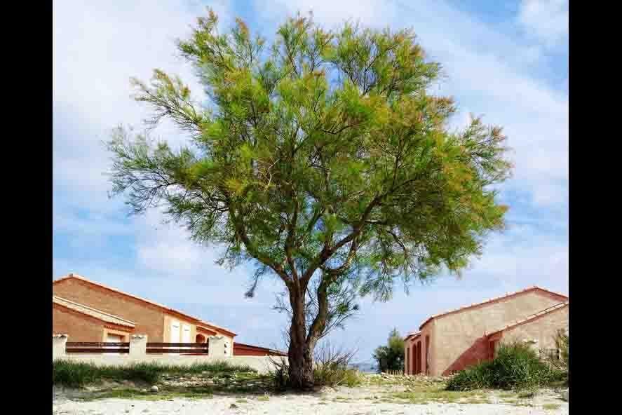 Tamarisk trees threaten riparian wildlife | City News | scottsdale.org