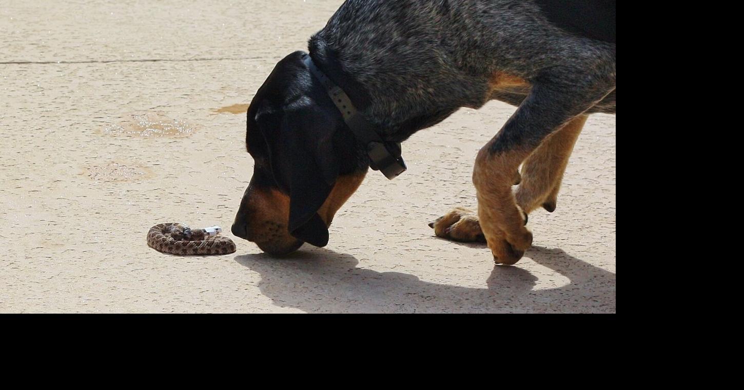 Common Scottsdale battle: Snake vs. dog | City News | scottsdale.org