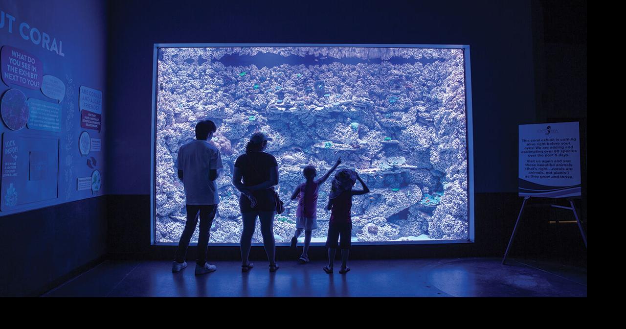 OdySea Aquarium debuts 3 new exhibits | Arts & Entertainment | scottsdale.org