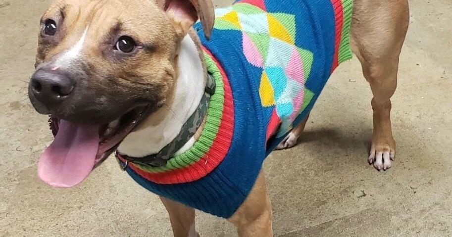 Richland County Dog Warden's Office and Shelter Pet of the Week: Lurch ...
