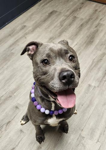 Richland County Dog Warden's Office and Shelter Pet of the Week: Monet ...