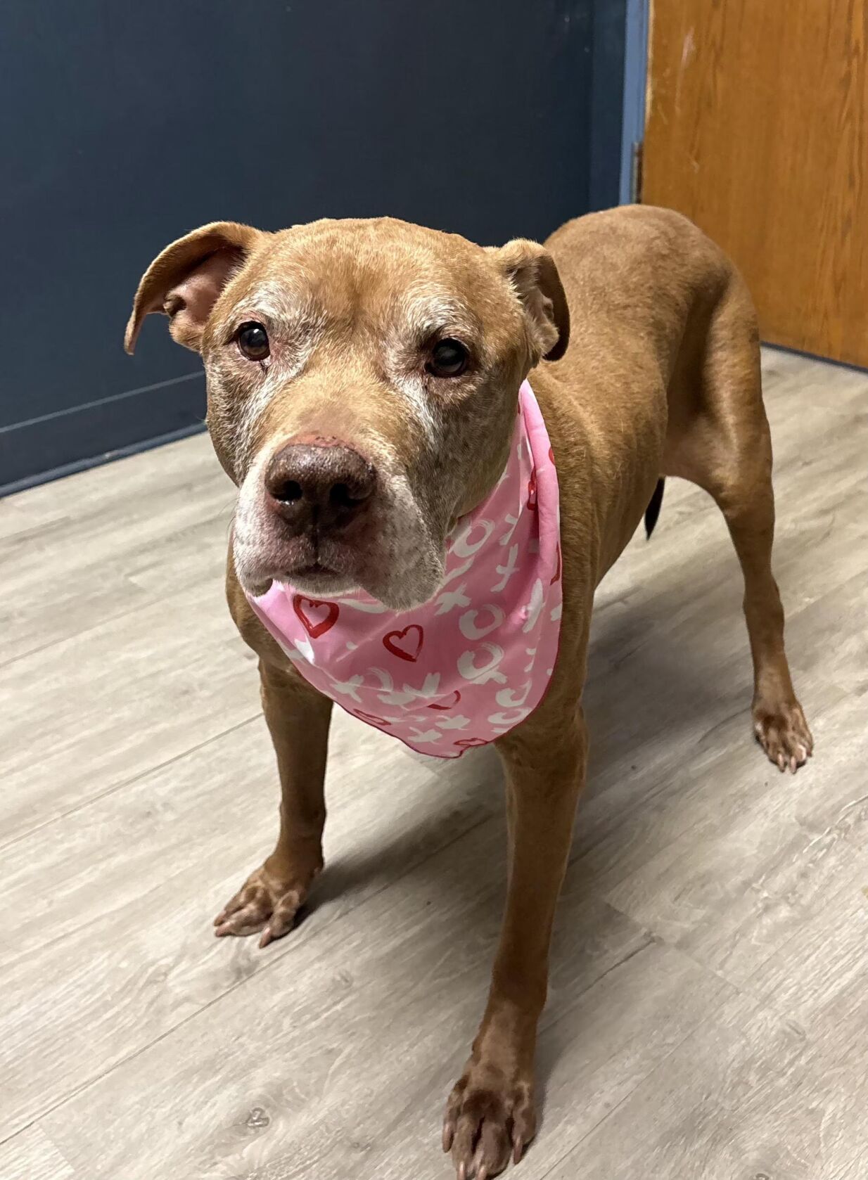 Richland County Dog Warden's Office and Shelter Pet of the Week ...