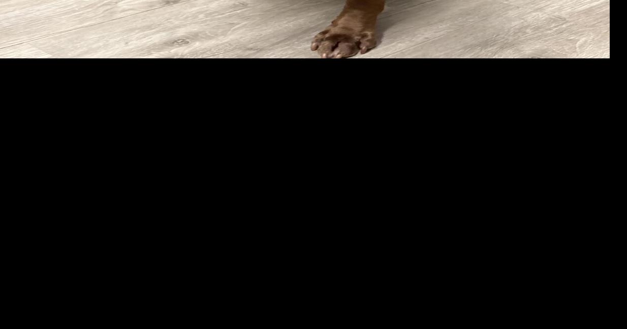 Richland County Dog Warden's Office and Shelter Pet of the Week ...