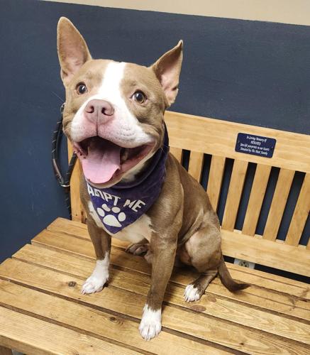 Richland County Dog Warden's Office and Shelter Pet of the Week ...