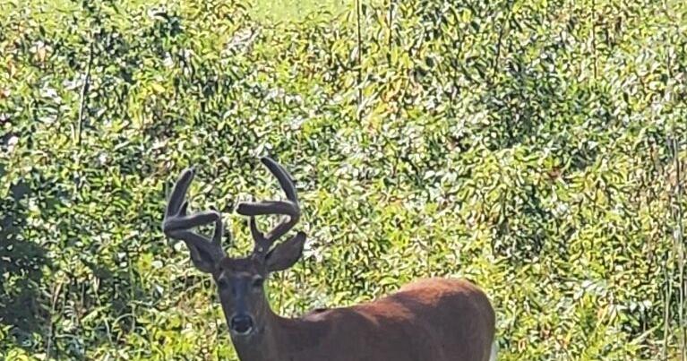 Ohio greenery in late summer | News | sdgnewsgroup.com