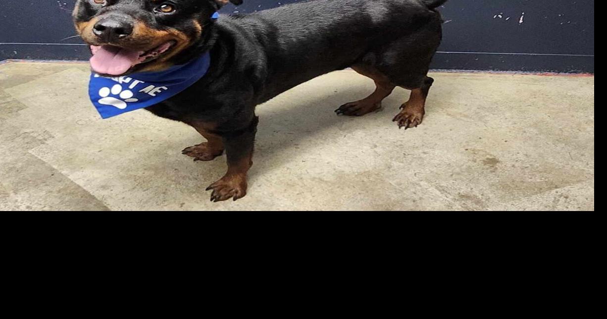 Oliver: Richland County Dog Warden's Office and Shelter Pet of the Week ...