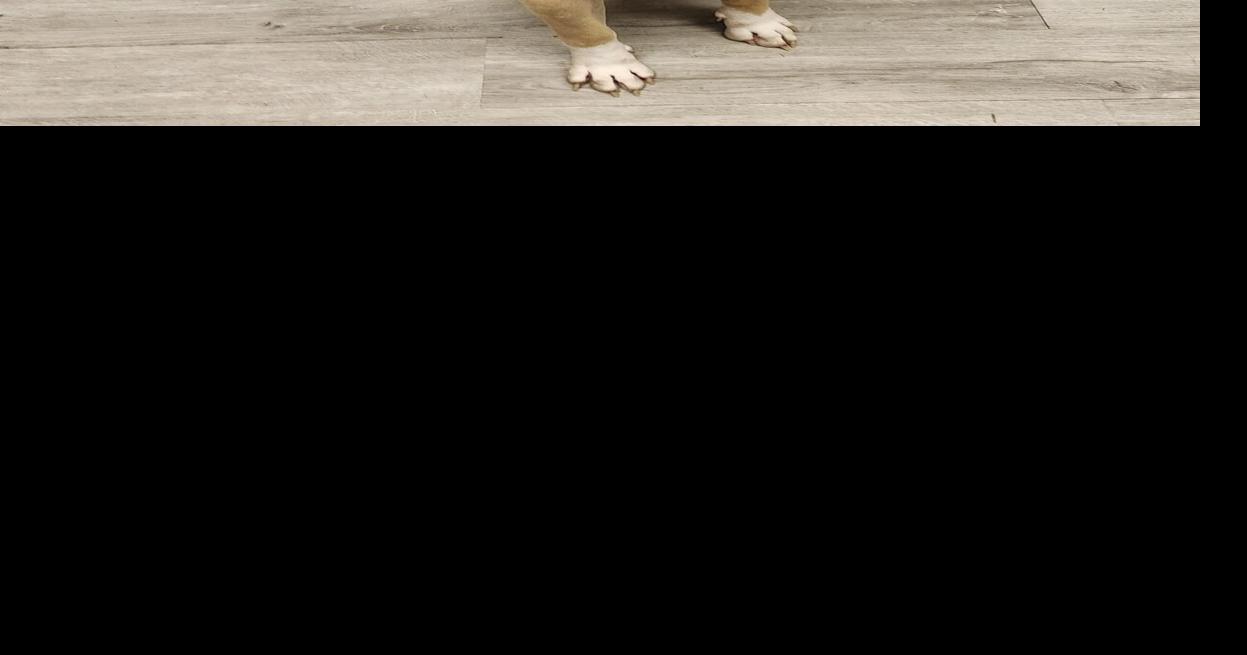 Richland County Dog Warden's Office and Shelter Pet of the Week ...