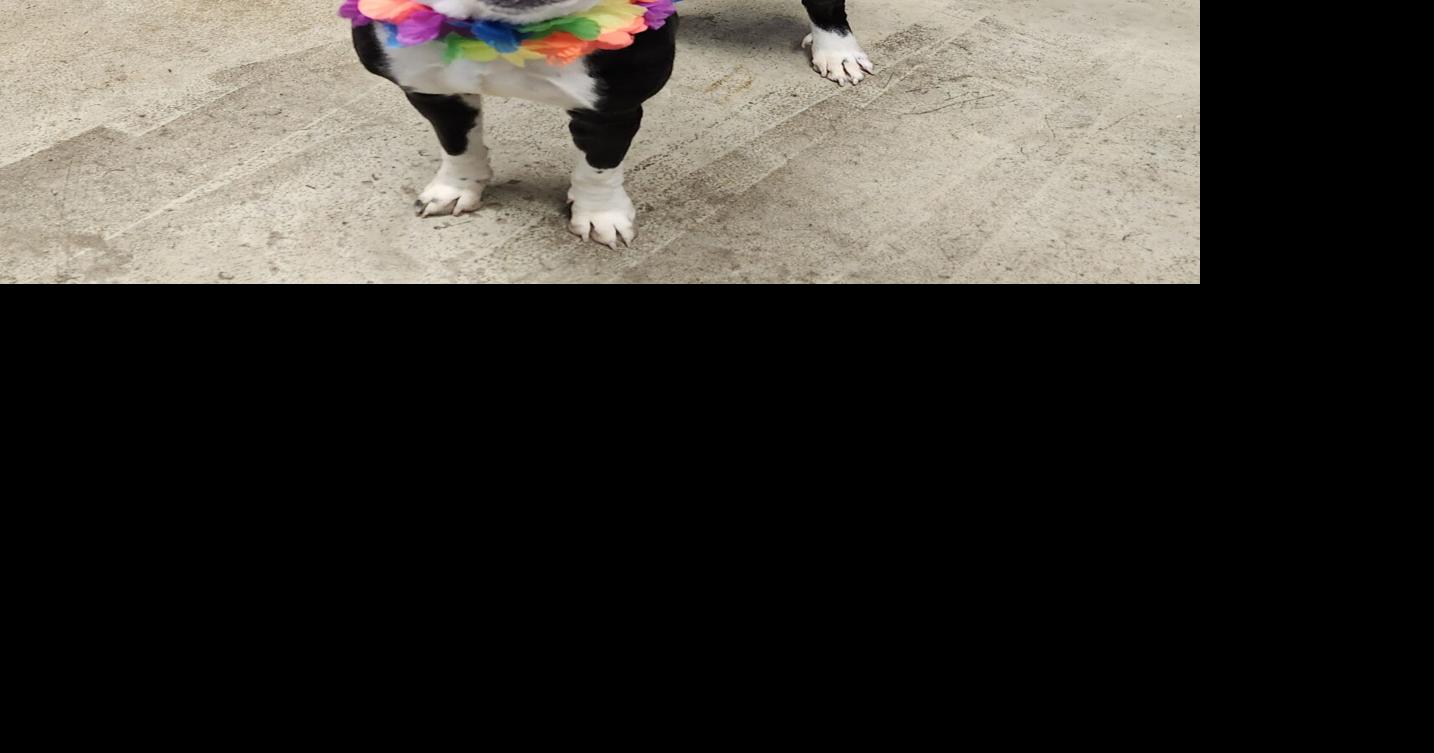Richland County Dog Warden's Office and Shelter Pet of the Week ...