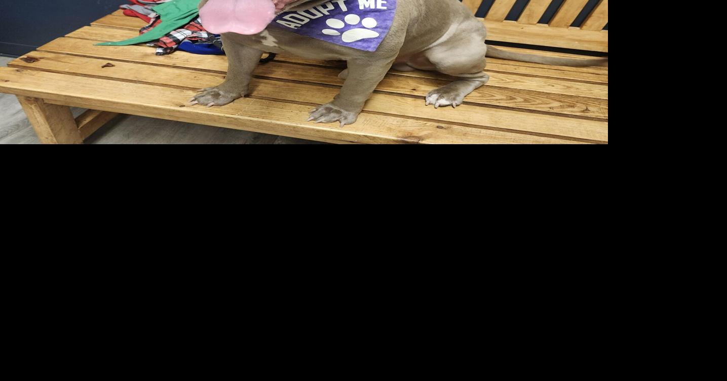 Richland County Dog Warden's Office and Shelter Pet of the Week: Hubba ...