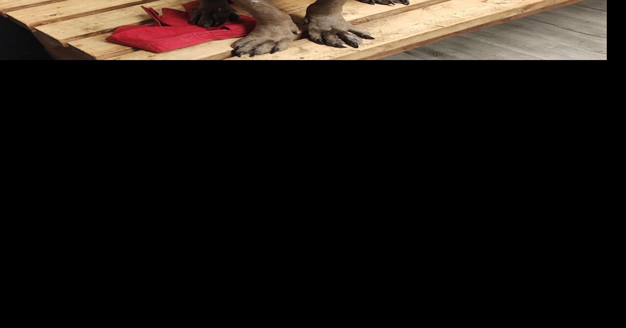 Richland County Dog Warden's Office and Shelter Pet of the Week: Sarge ...