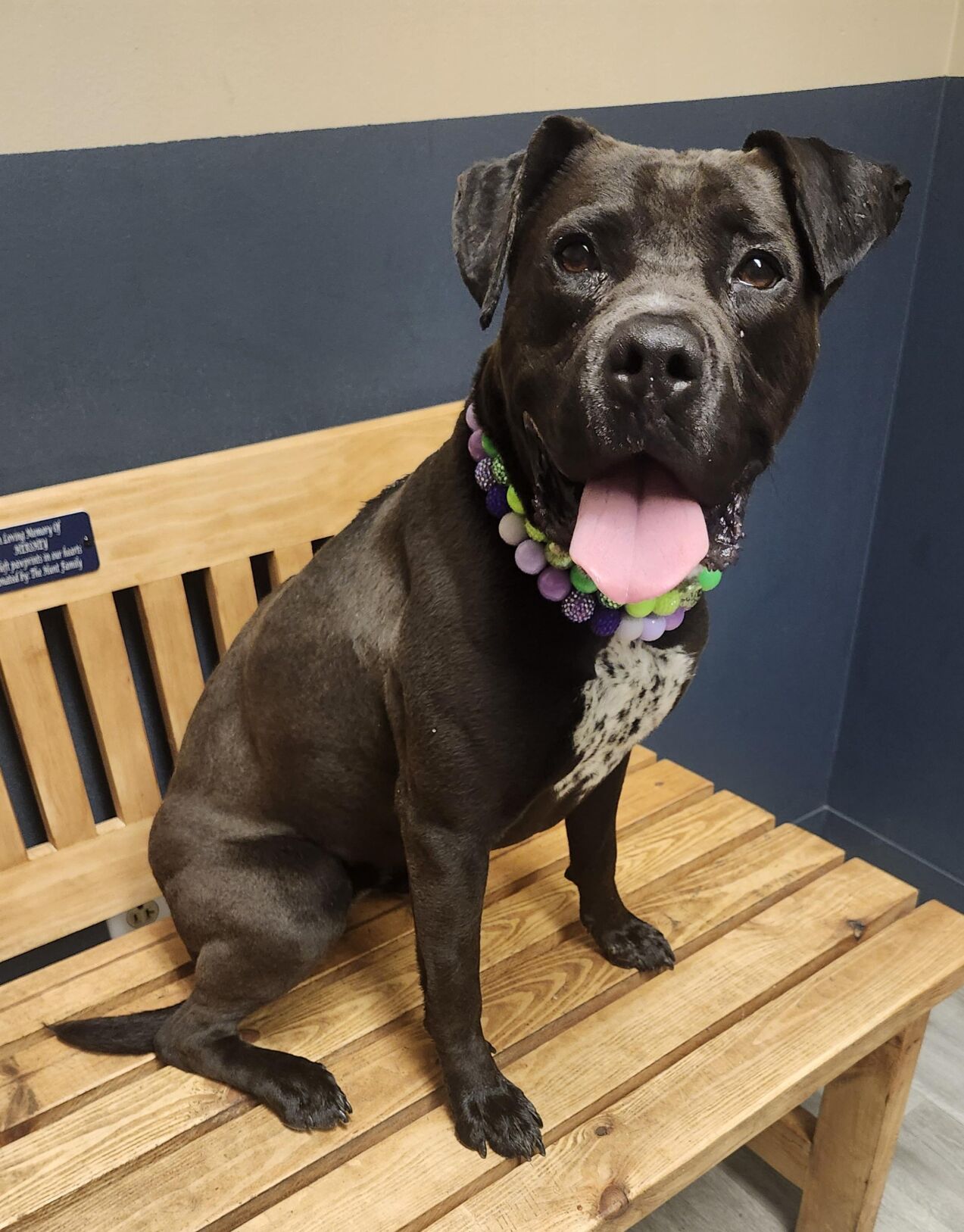 Pet of the Week: Lil Bo Peep | News | sdgnewsgroup.com
