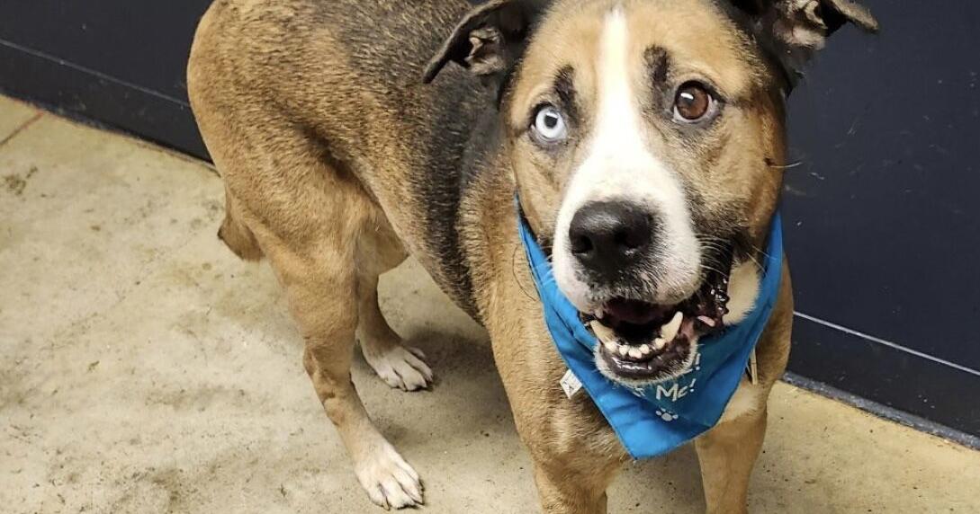 Richland County Dog Warden's Office and Shelter Pet of the Week: Diesel ...