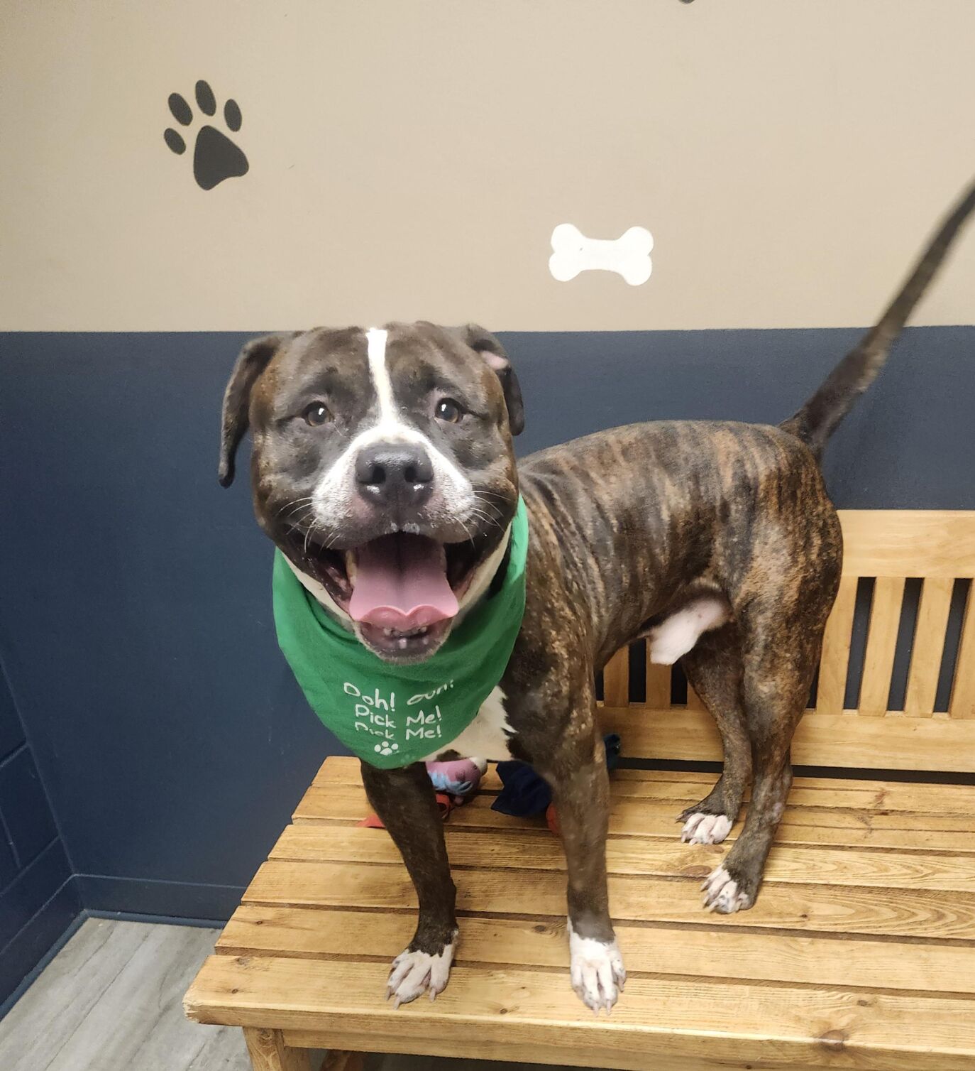 Richland County Dog Warden's Office and Shelter Pet of the Week: Snack ...