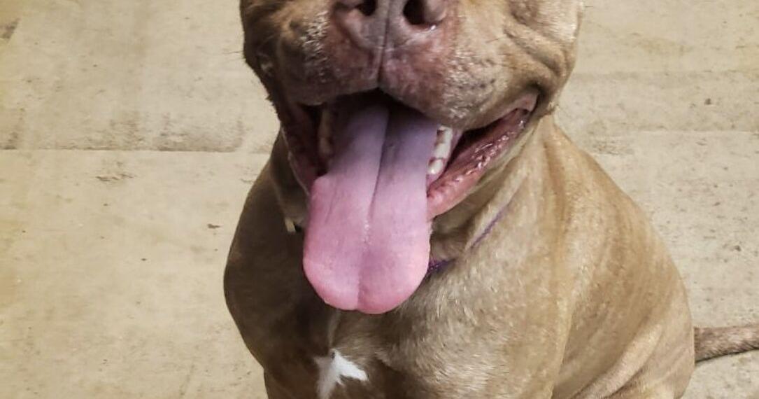 Richland County Dog Warden's Office and Shelter Pet of the Week: Heller ...