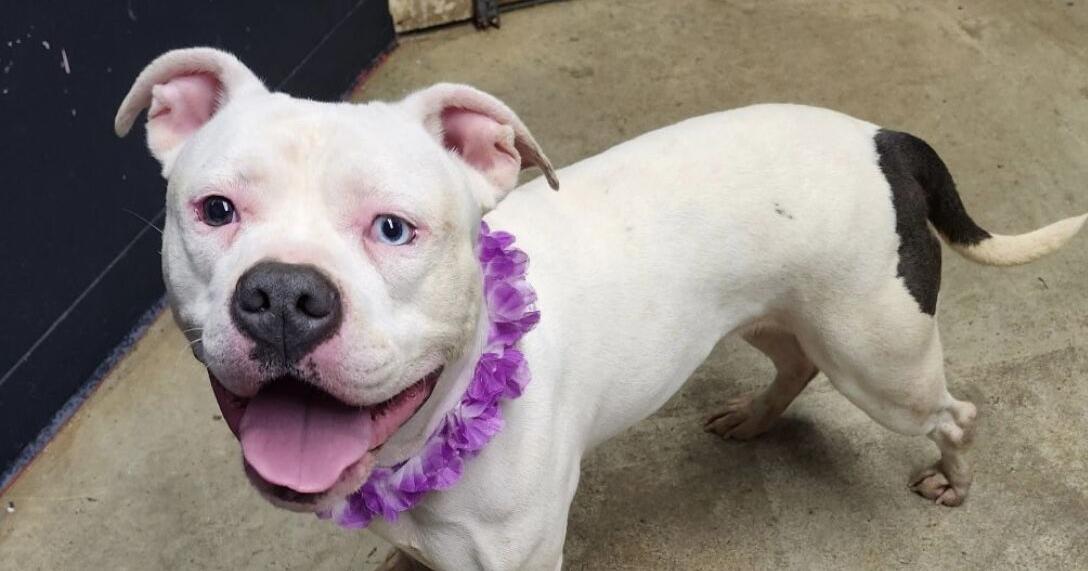 Richland County Dog Warden's Office and Shelter Pet of the Week ...