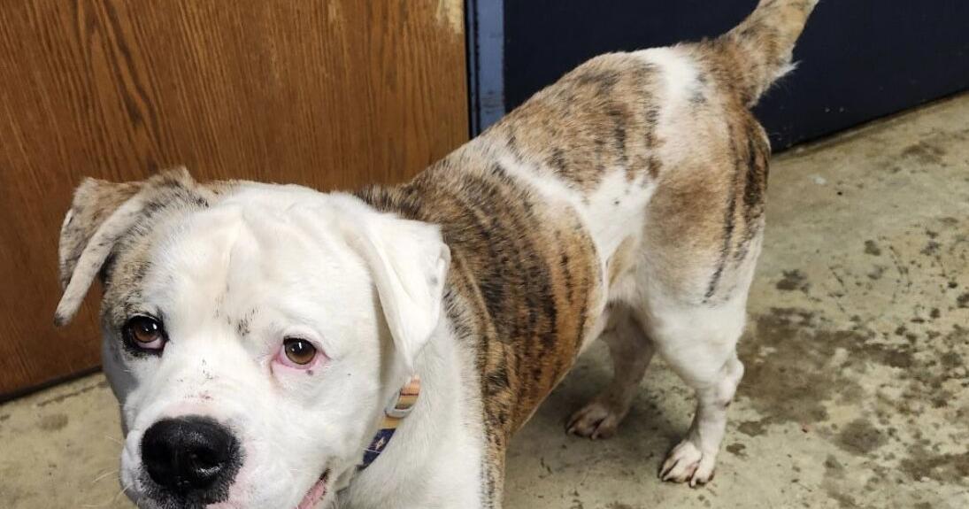 Richland County Dog Warden's Pet of the Week: Washington | News ...