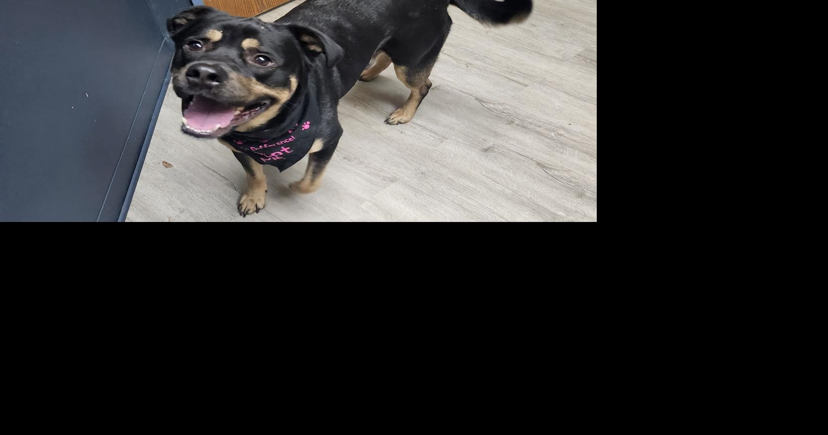 Richland County Dog Warden's Office and Shelter Pet of the Week: Knox ...