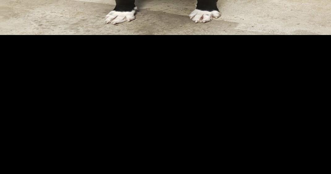 Richland County Dog Warden's Office and Shelter Pet of the Week ...