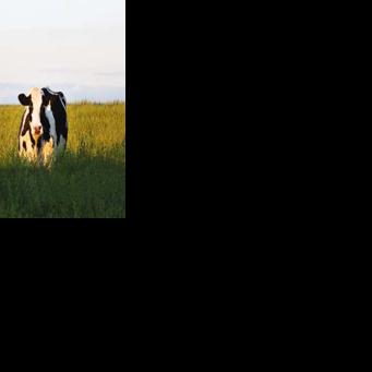 Highly pathogenic avian influenza detected in Ohio dairy herd | News ...