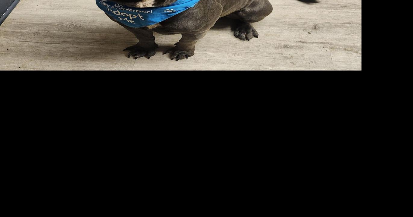 Richland County Dog Warden's Office and Shelter Pet of the Week: Mr ...
