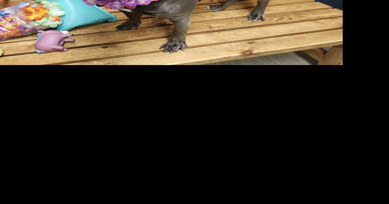Richland County Dog Warden's Office and Shelter Pet of the Week: Wise ...
