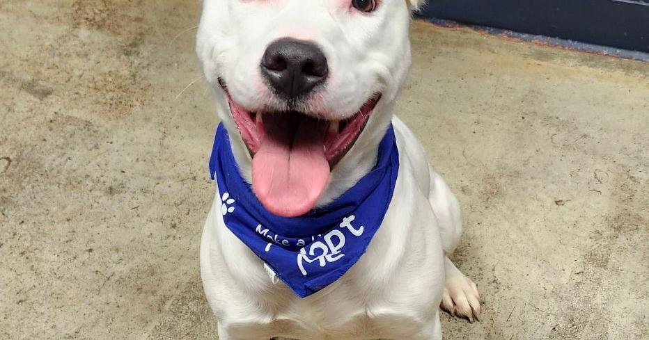 Fenway: Richland County Dog Warden's Office and Shelter Pet of the Week ...
