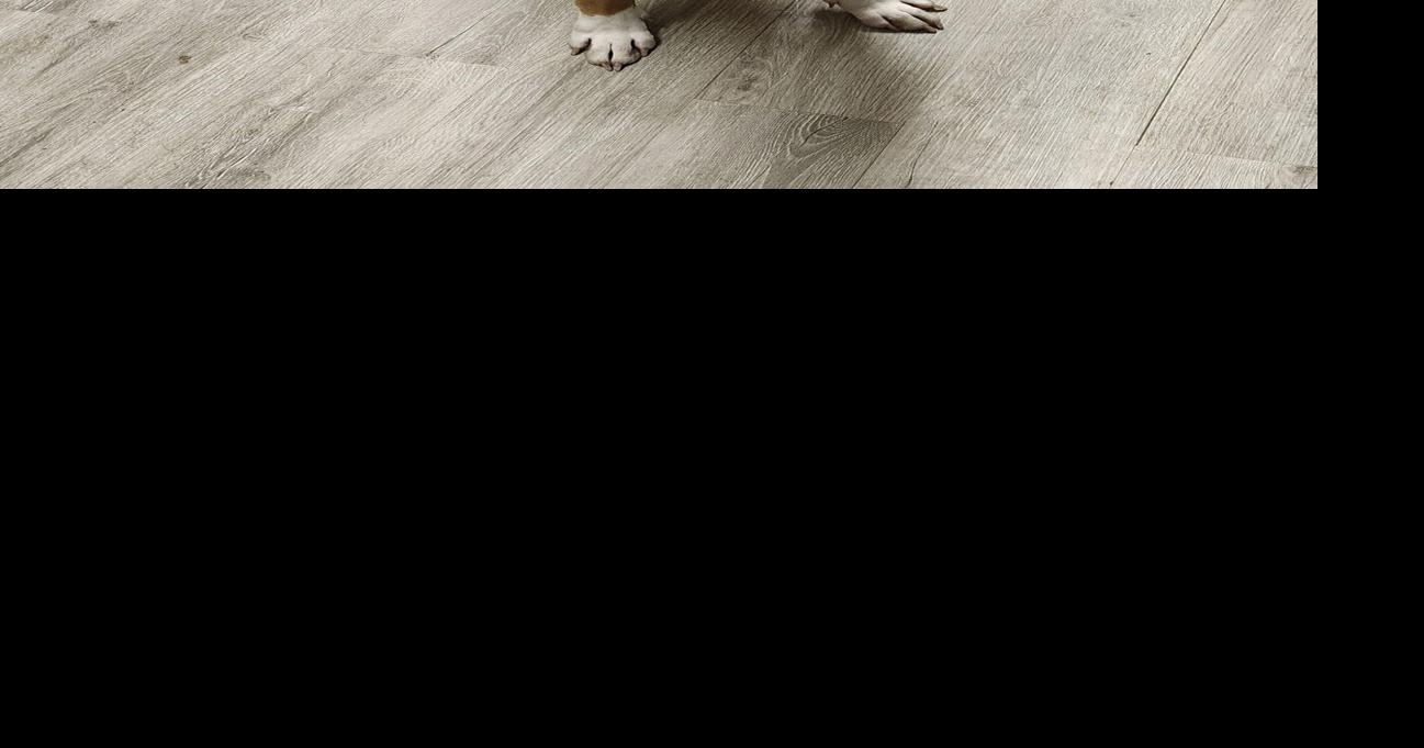 Richland County Dog Warden's Office and Shelter Pet of the Week: Chili ...
