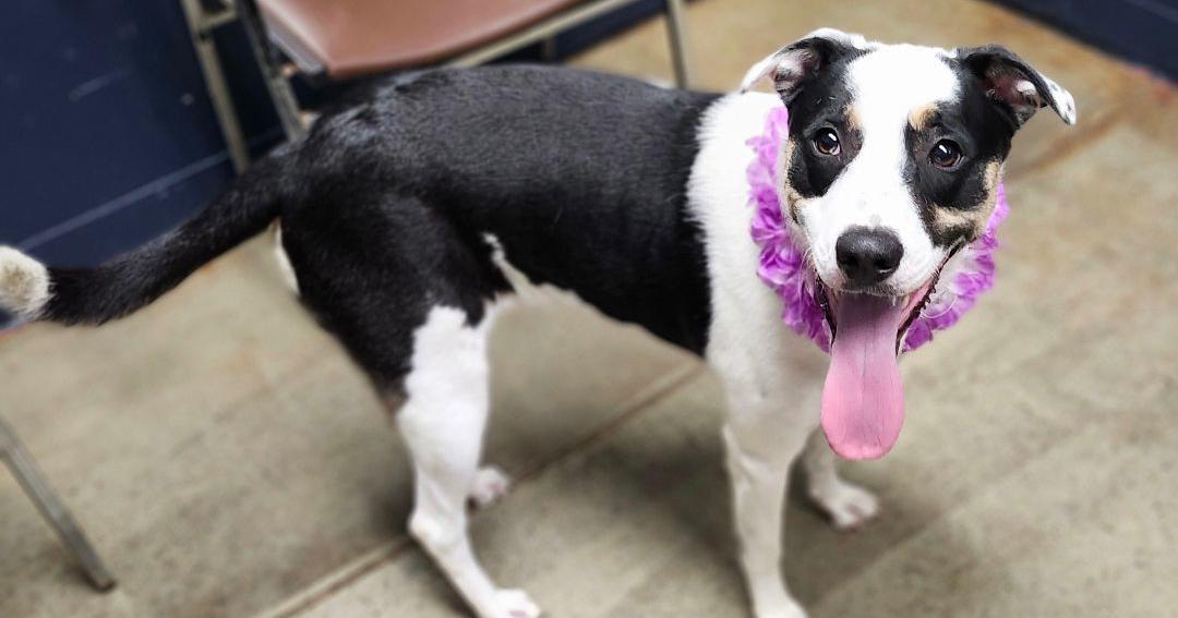 Devi: Richland County Dog Warden's Office and Shelter Pet of the Week ...